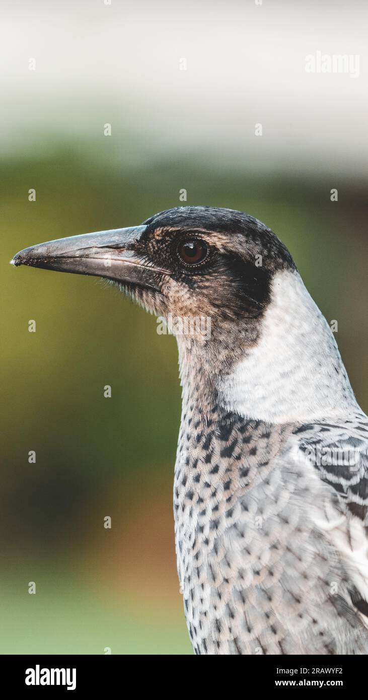 A close-up of a young magpie reveals its sleek black and white feathers ...