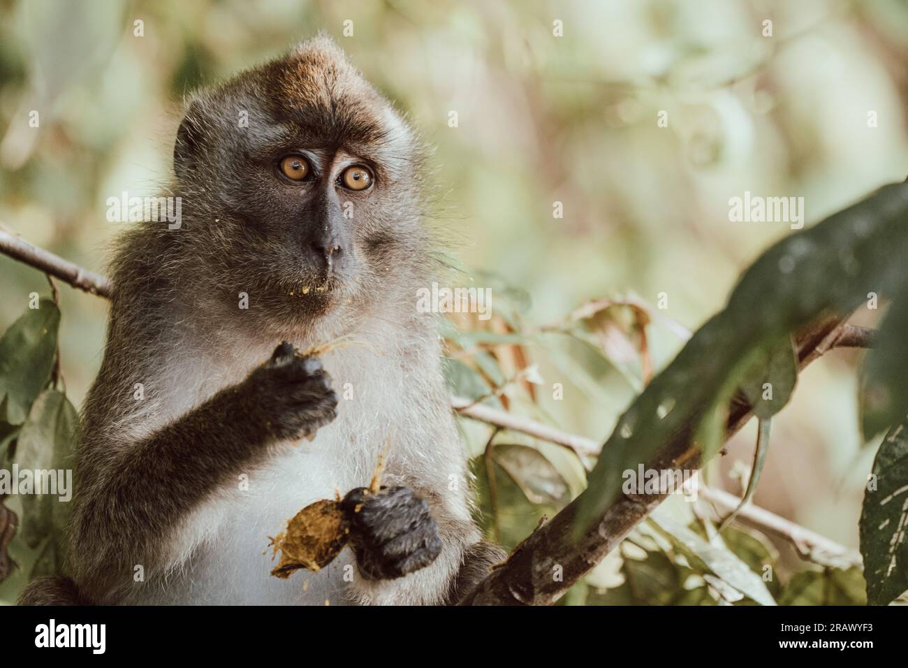 Hungry macaw feasting on tiny fruits. Vibrant feathers, vivid colors ...