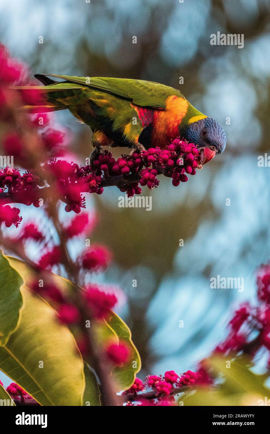 Feasting cockatoo hi-res stock photography and images - Alamy