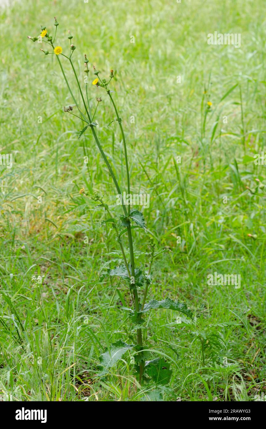 Spiny Sowthistle, Sonchus asper Stock Photo - Alamy