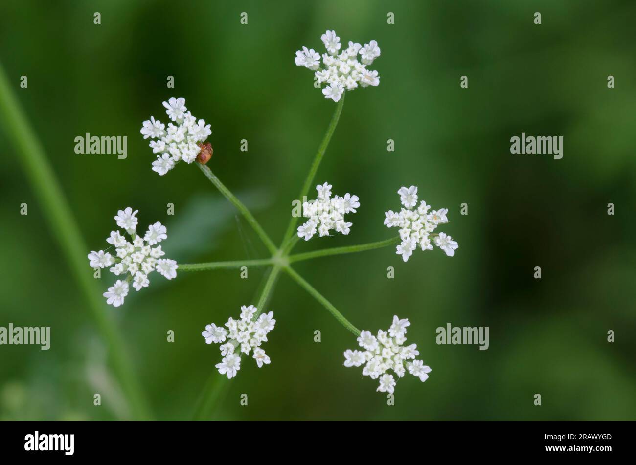 Spreading hedgeparsley hi-res stock photography and images - Alamy