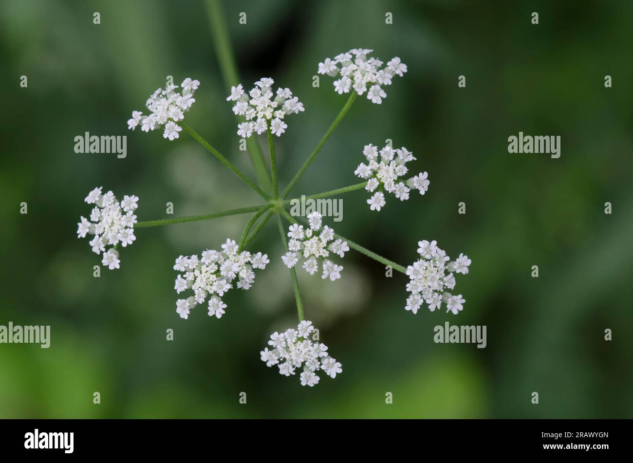 Spreading hedge parsley hi-res stock photography and images - Alamy