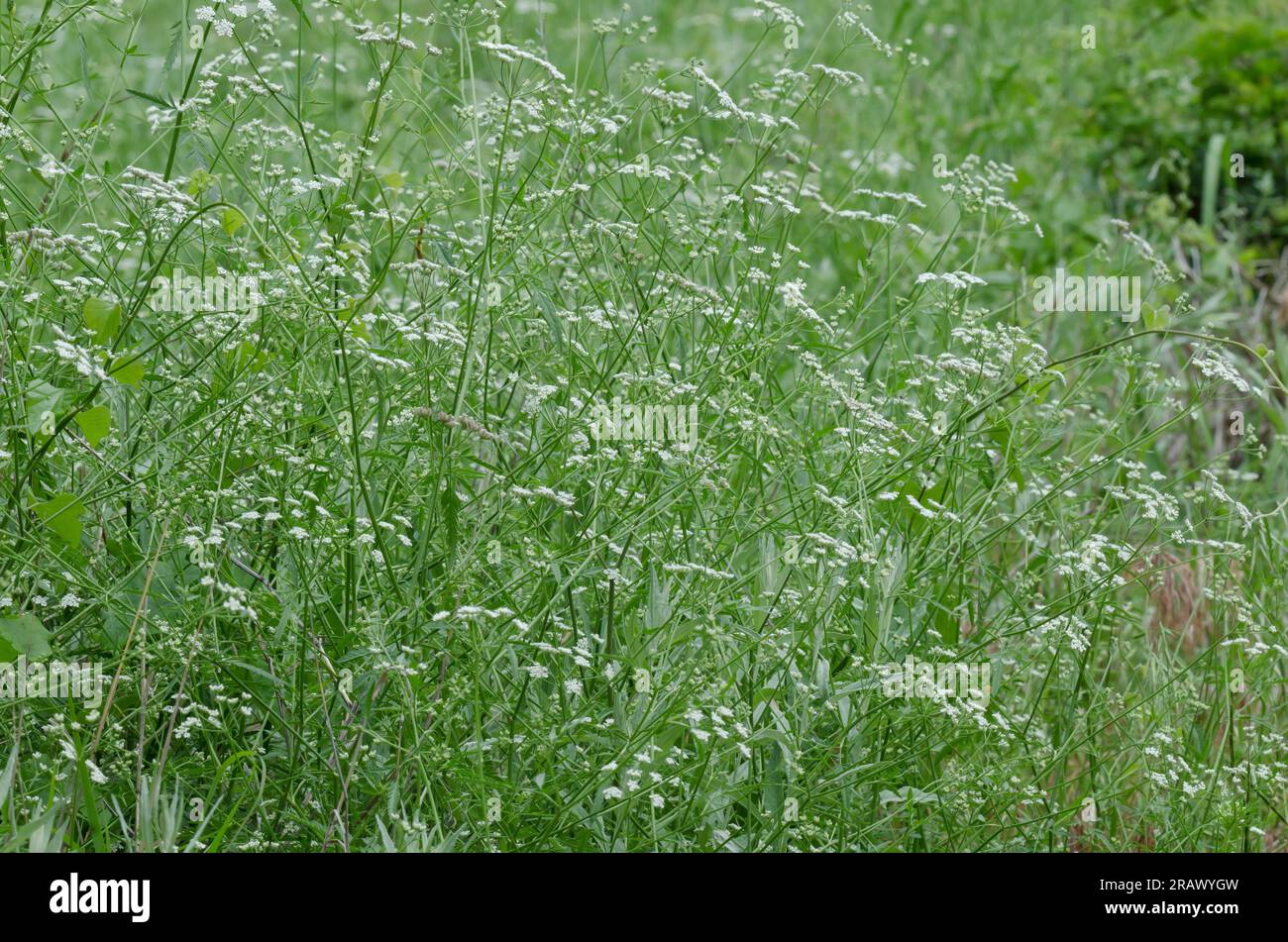 Spreading hedgeparsley, Torilis arvensis Stock Photo - Alamy