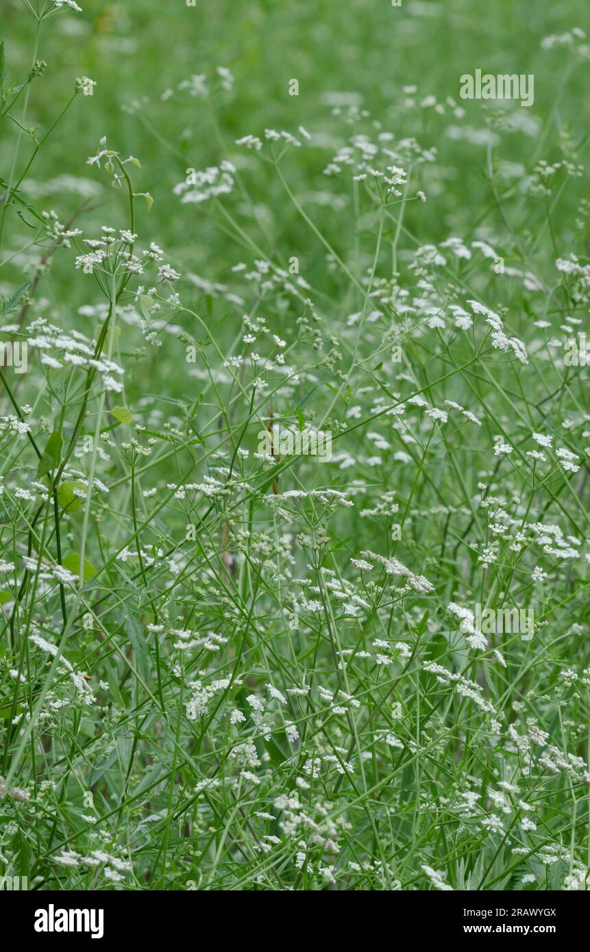 Spreading hedgeparsley, Torilis arvensis Stock Photo - Alamy