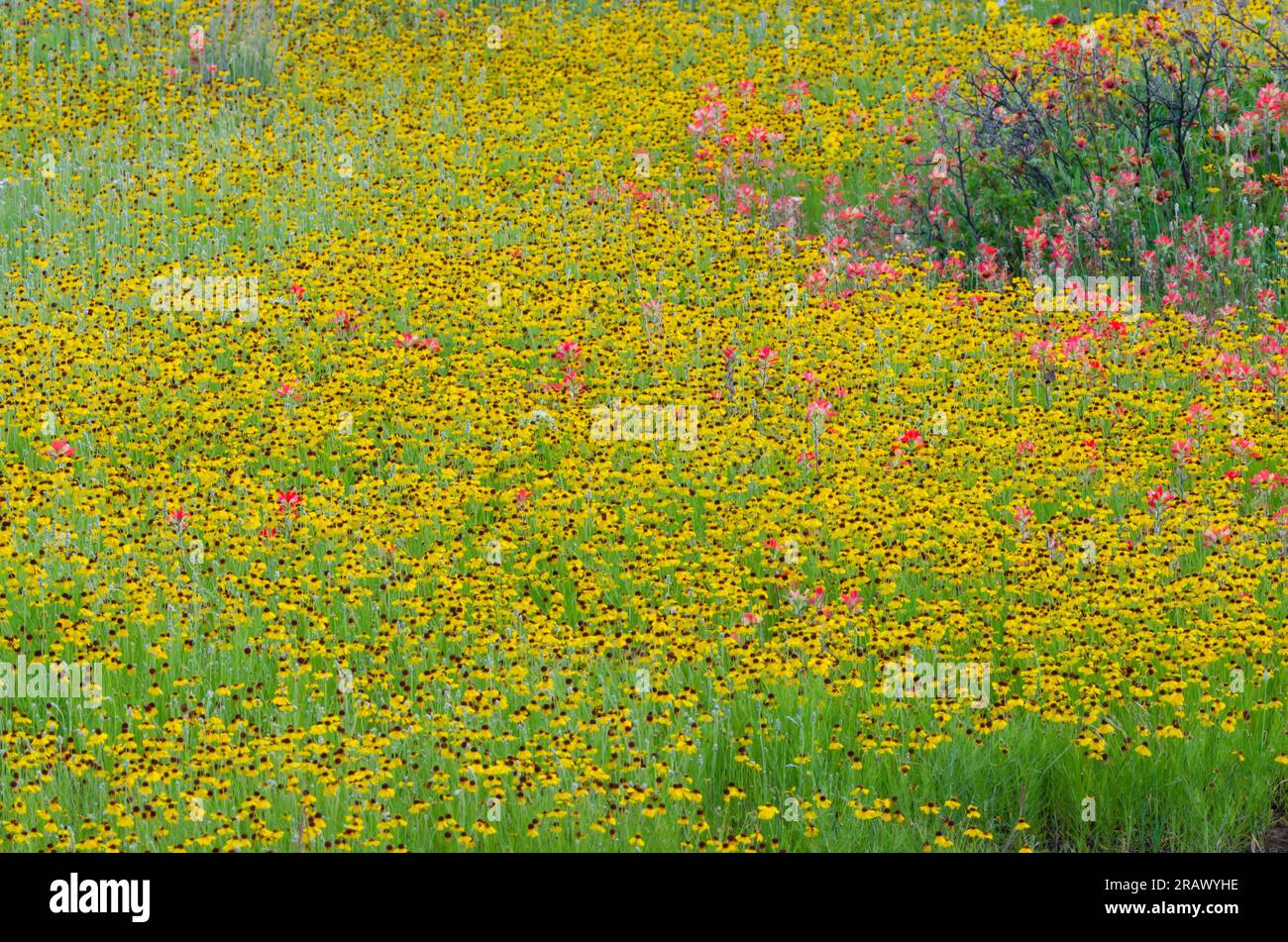 Wildflowers, Brown Bitterweed, Helenium amarum var. badium and ...