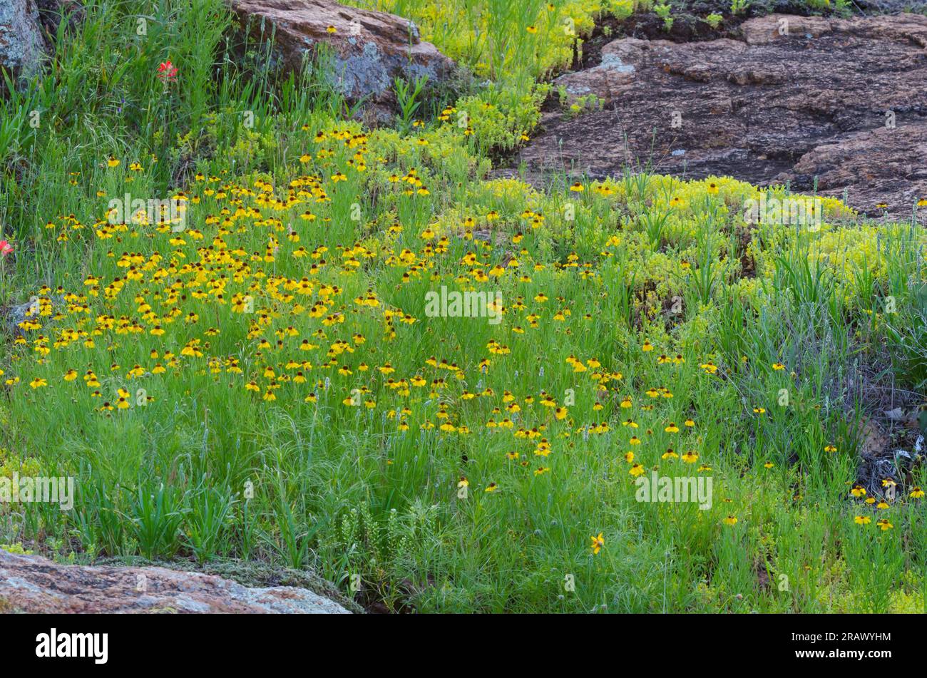 Wildflowers, Brown Bitterweed, Helenium amarum var. badium and Yellow ...