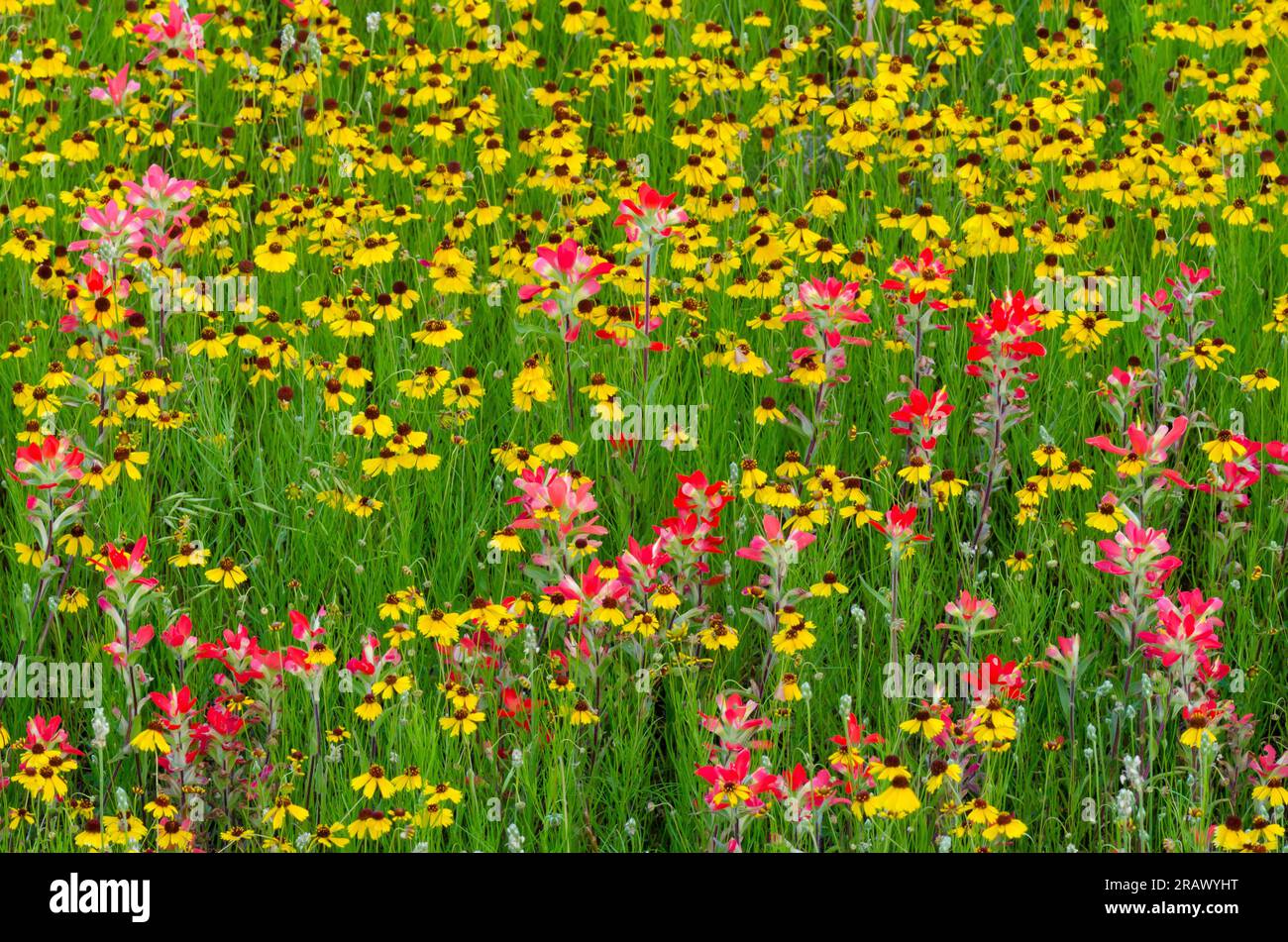 Wildflowers, Brown Bitterweed, Helenium amarum var. badium and ...