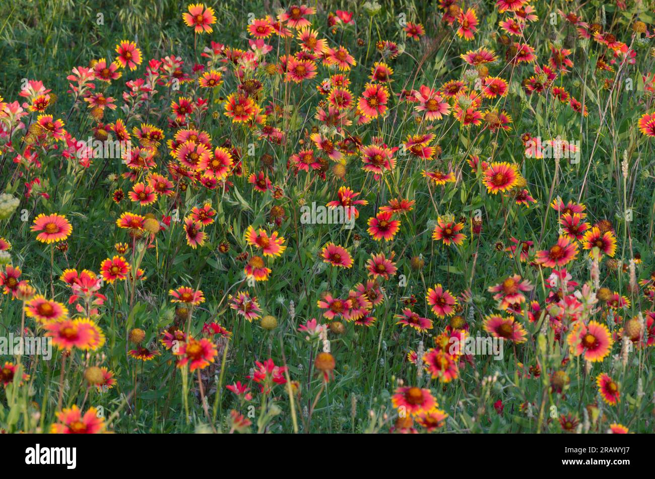Indian blanket hi-res stock photography and images - Alamy