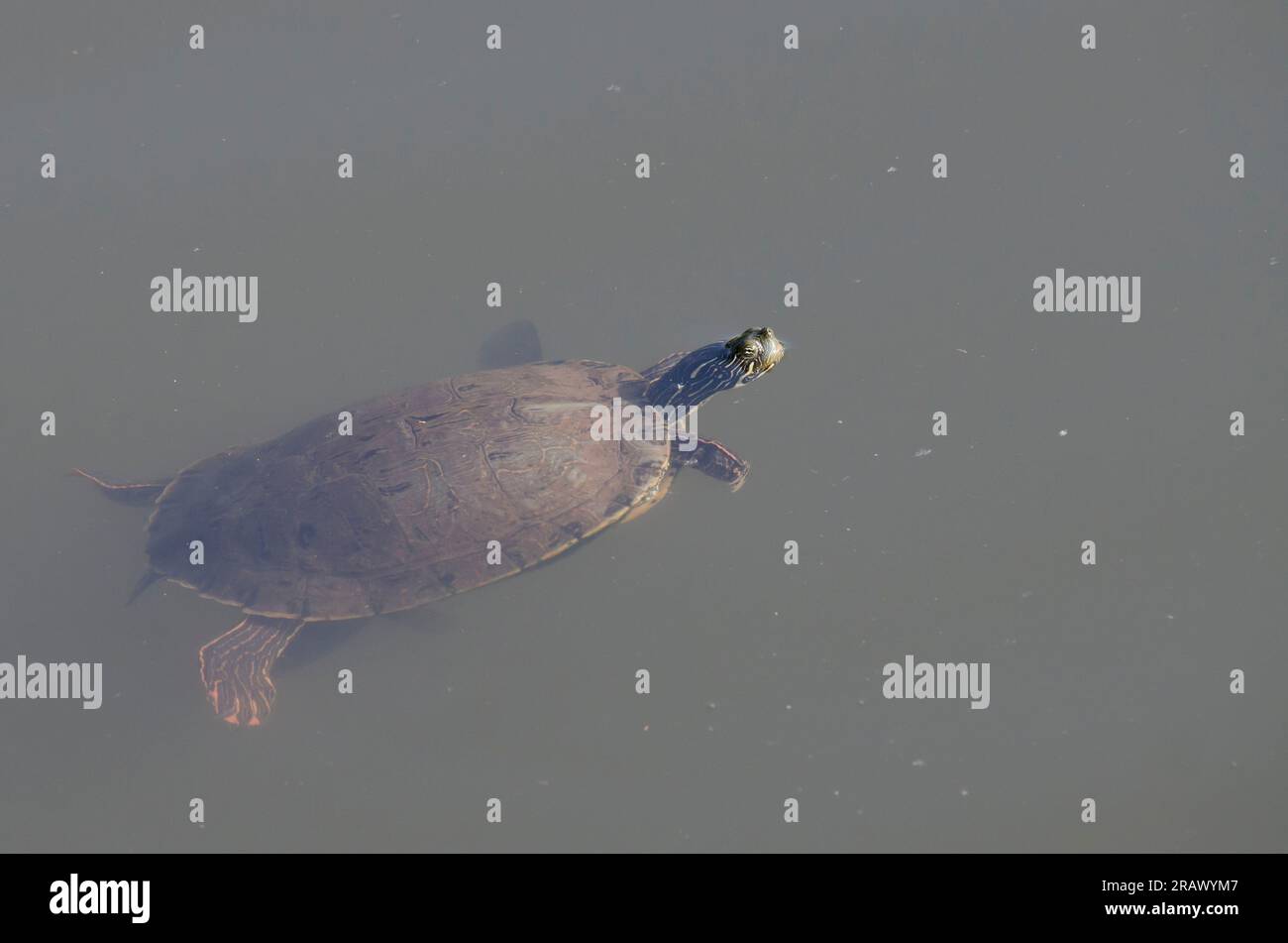 Eastern river cooter turtle hi-res stock photography and images - Alamy