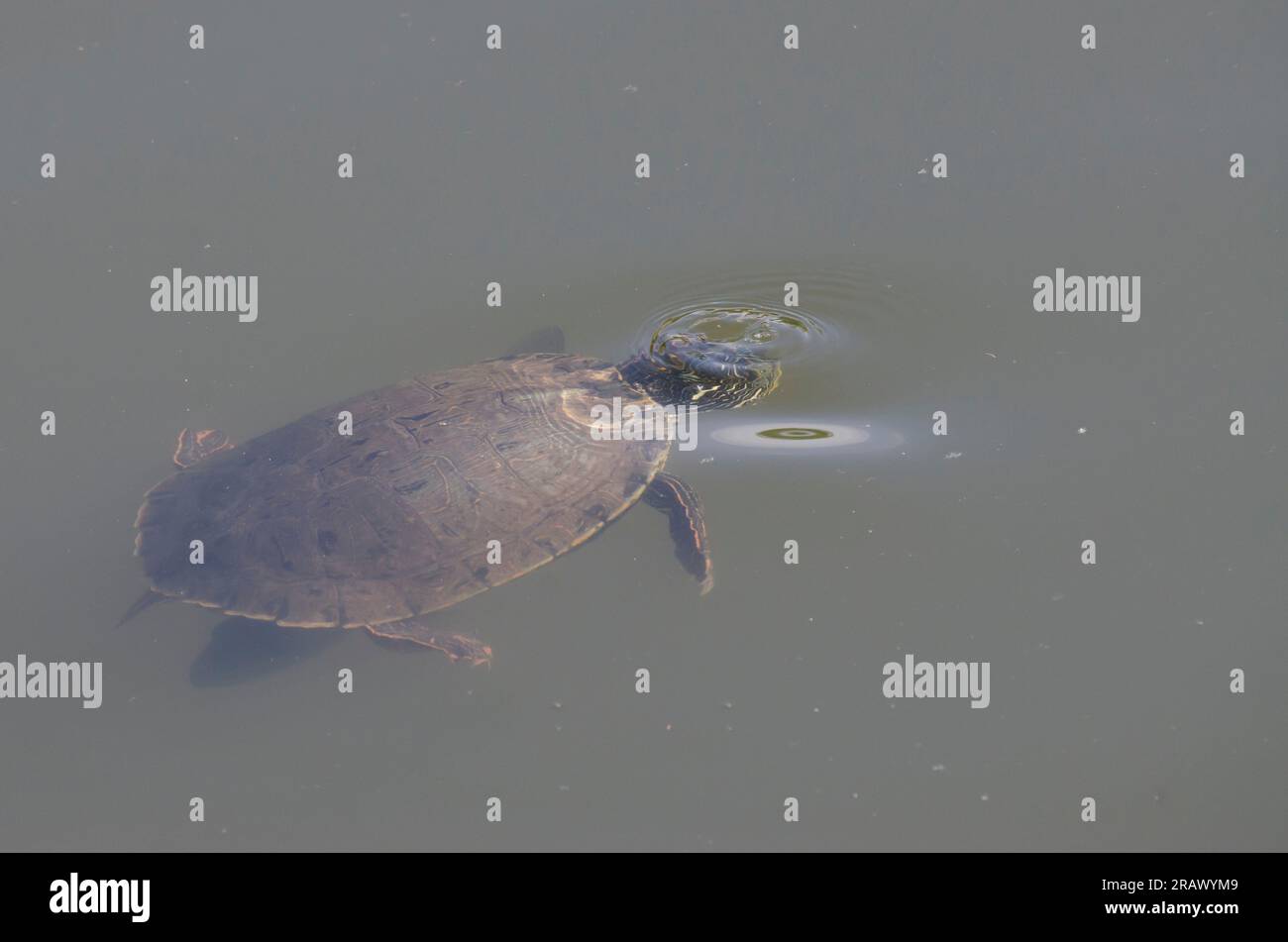 Eastern River Cooter, Pseudemys concinna concinna, swimming Stock Photo ...