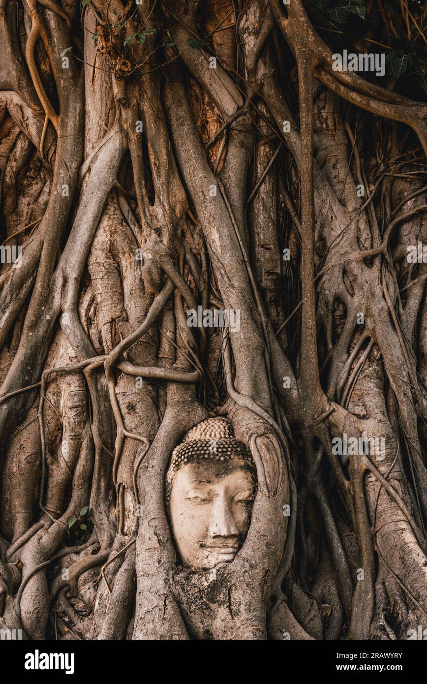 Buddha head nestled within a tree's embrace, serenely merging nature ...