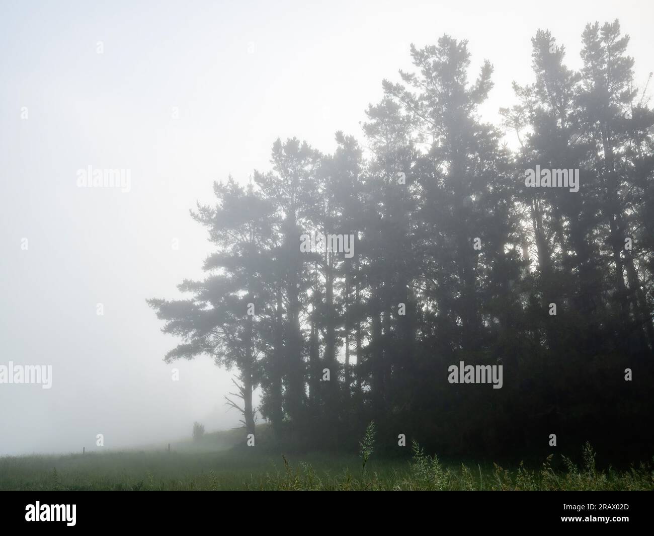 A group of trees seen almost hidden by the intense fog. The Camino de ...