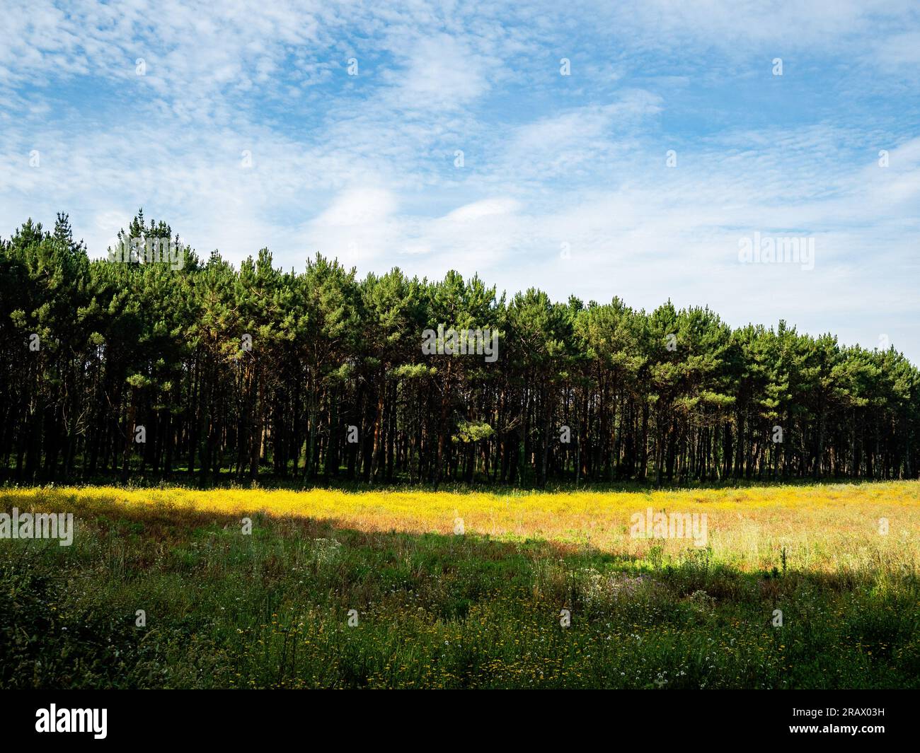 A view of yellow flowers field. The Camino de Santiago (the Way of St ...