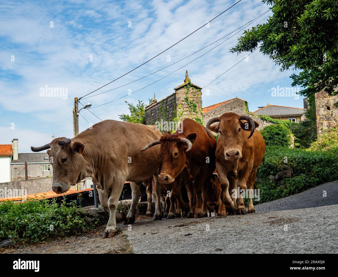 June 6, 2023, Castrexe, Spain: A group of cows is seen crossing a road ...
