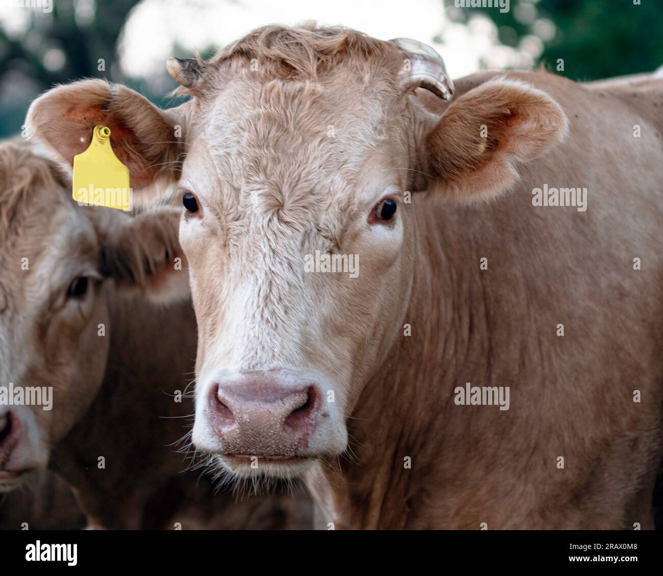 Mutation ranch hi-res stock photography and images - Alamy