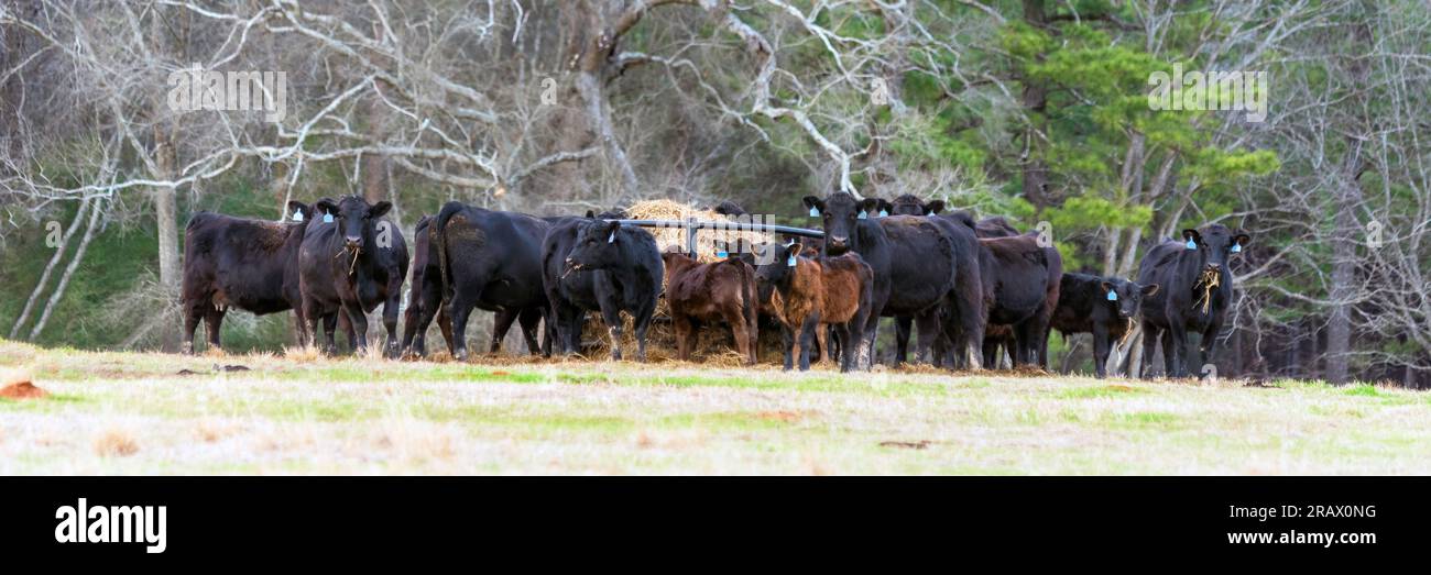 Web banner of a herd of commercial Angus brood cows and calves eating ...