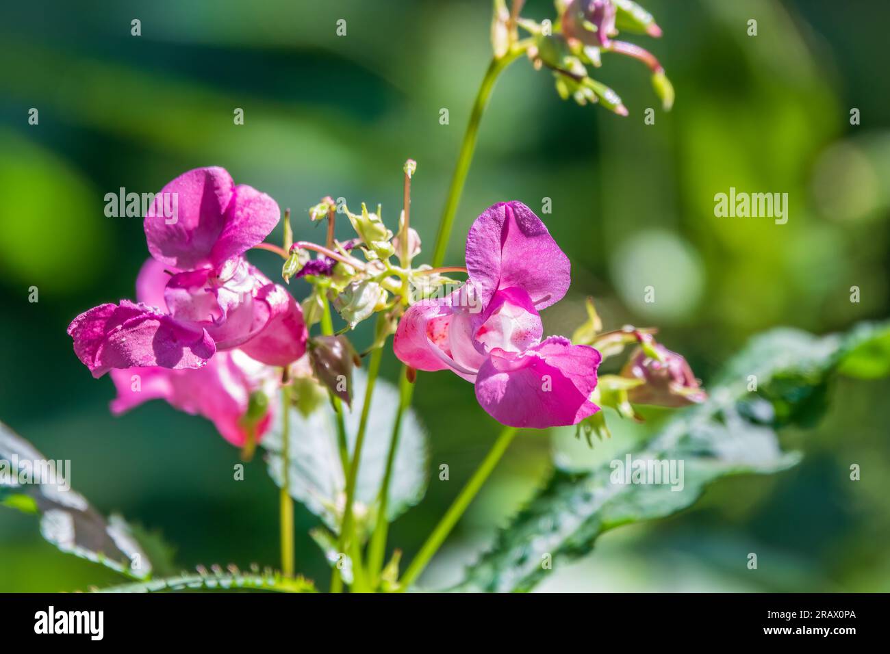 Flowers of touchy glandular close-up. Impatiens glandulifera. Impatiens ...