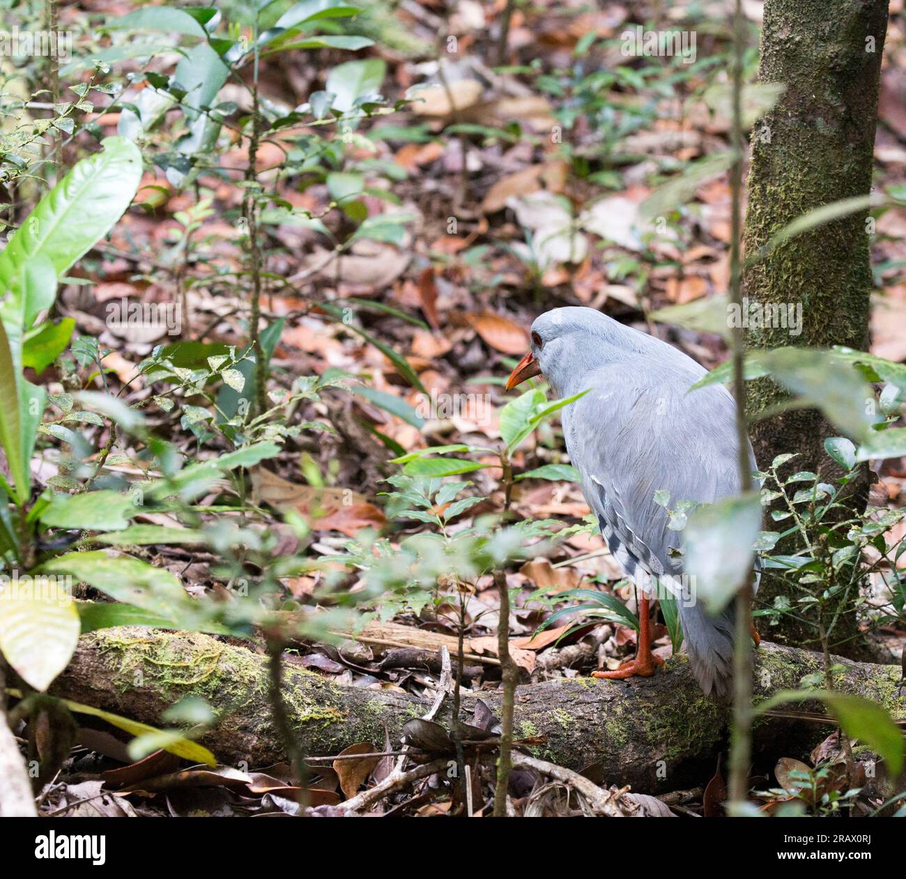 Cagou bird hi-res stock photography and images - Alamy