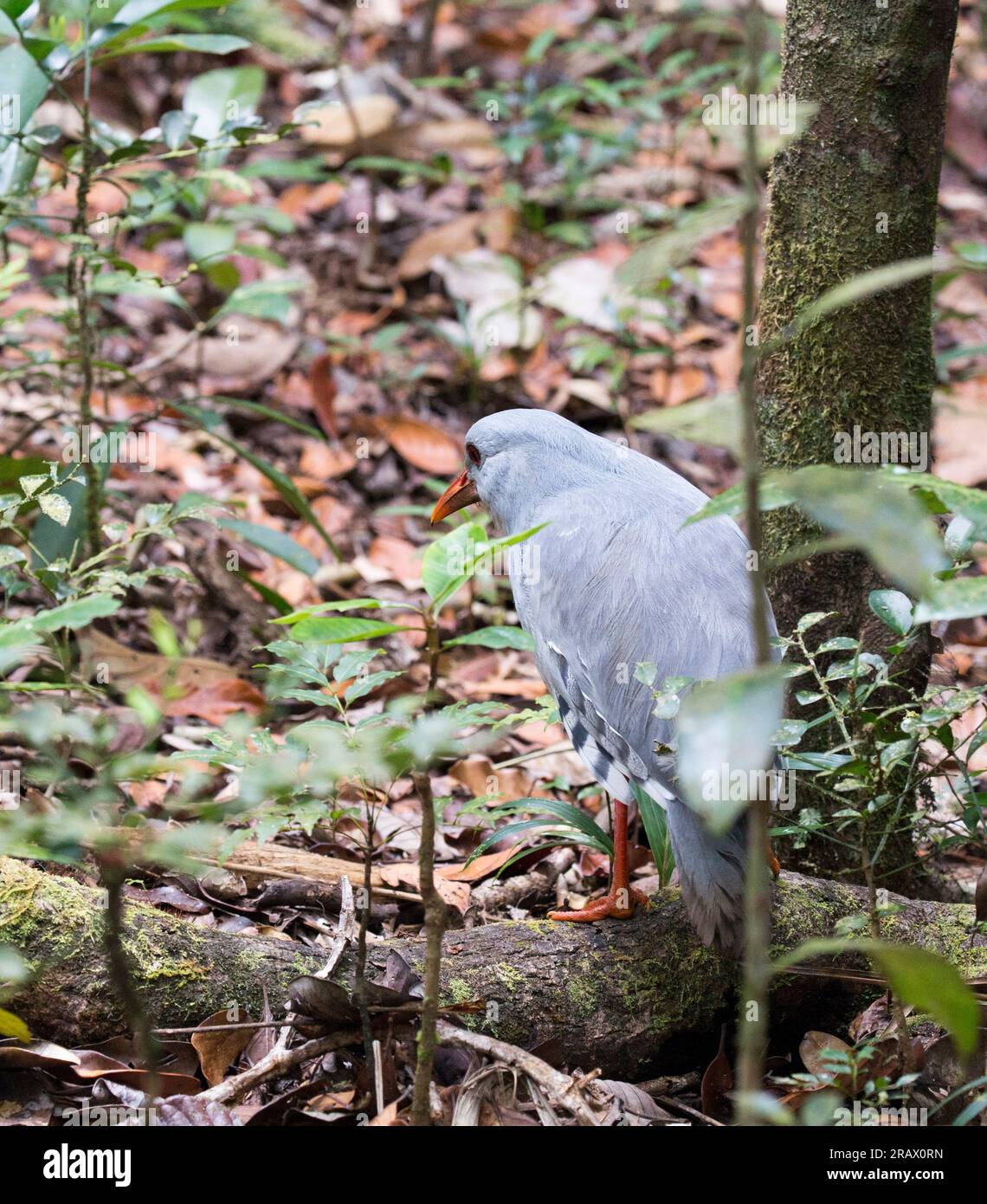 Cagou bird hi-res stock photography and images - Alamy