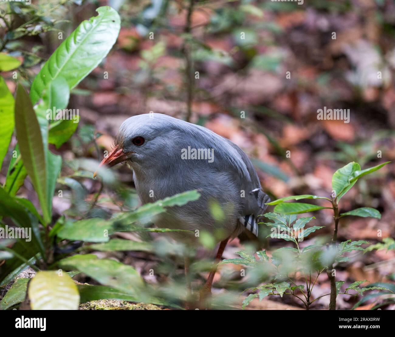Cagou bird hi-res stock photography and images - Alamy