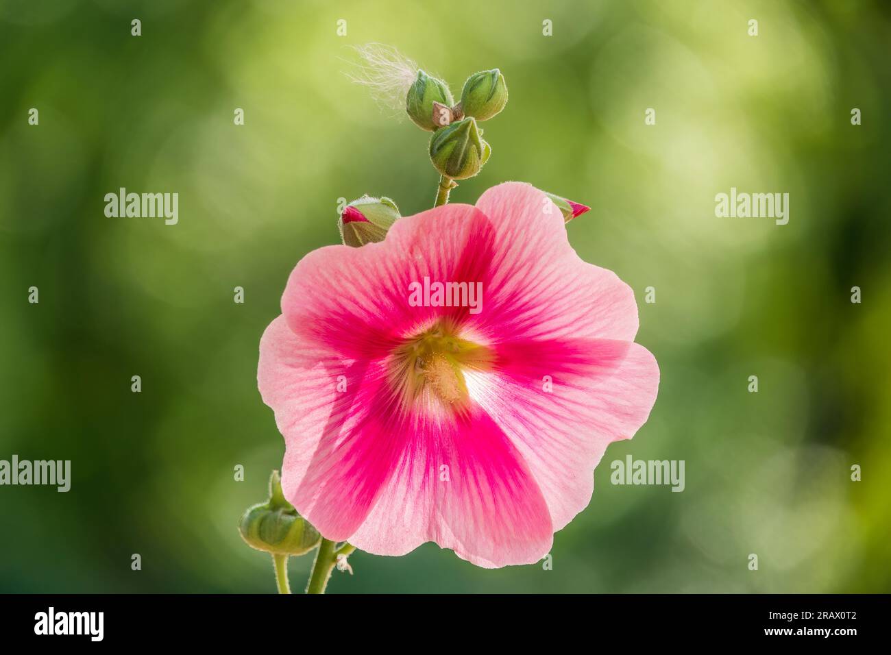 Pink flowers of Hibiscus moscheutos plant close-up. Hibiscus moscheutos ...