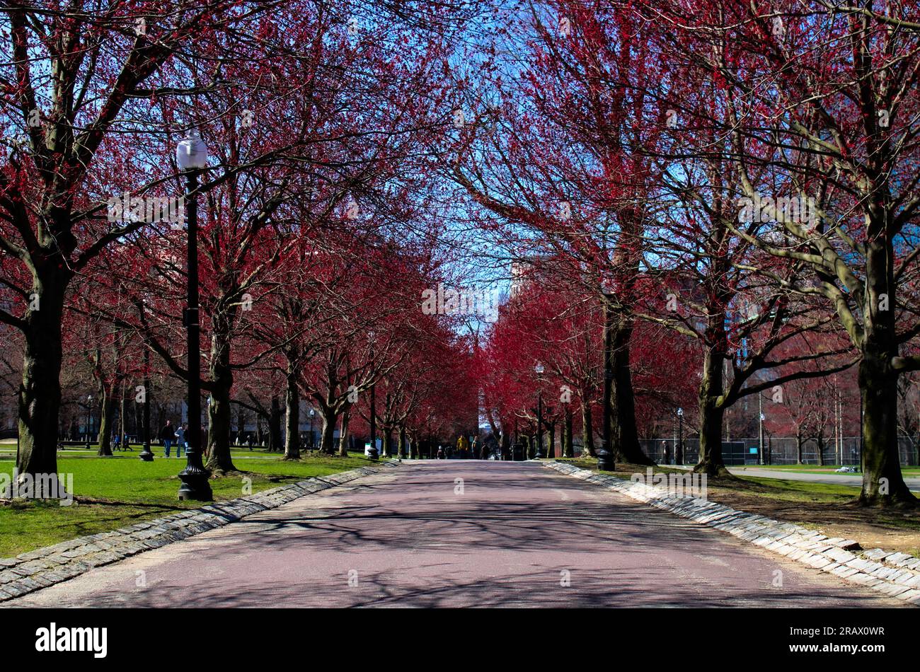 The trees start to show their beautiful colors as springtime starts to ...