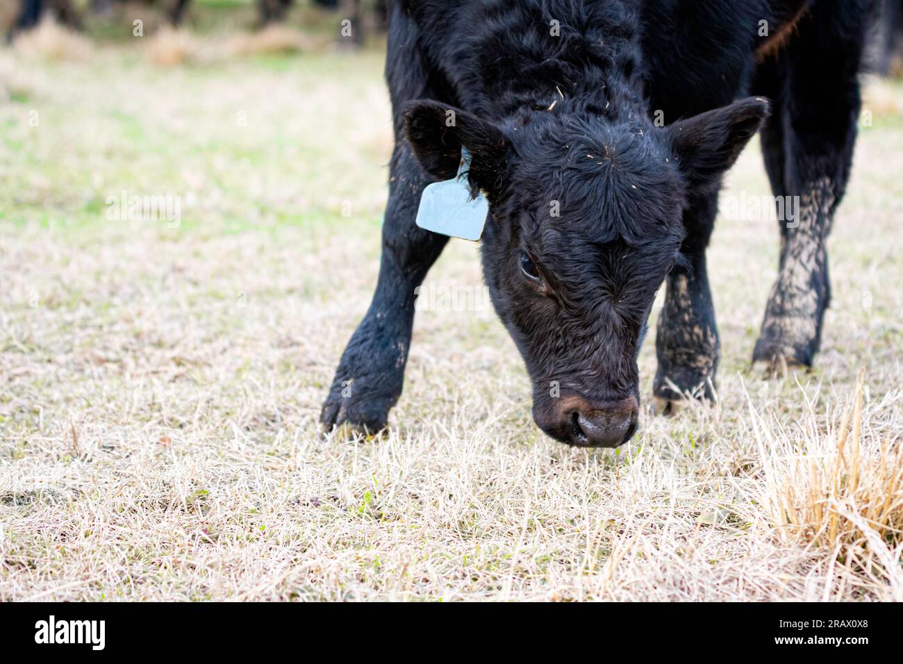 Close up of a back Angus calf looking for grass to nibble in dormant ...