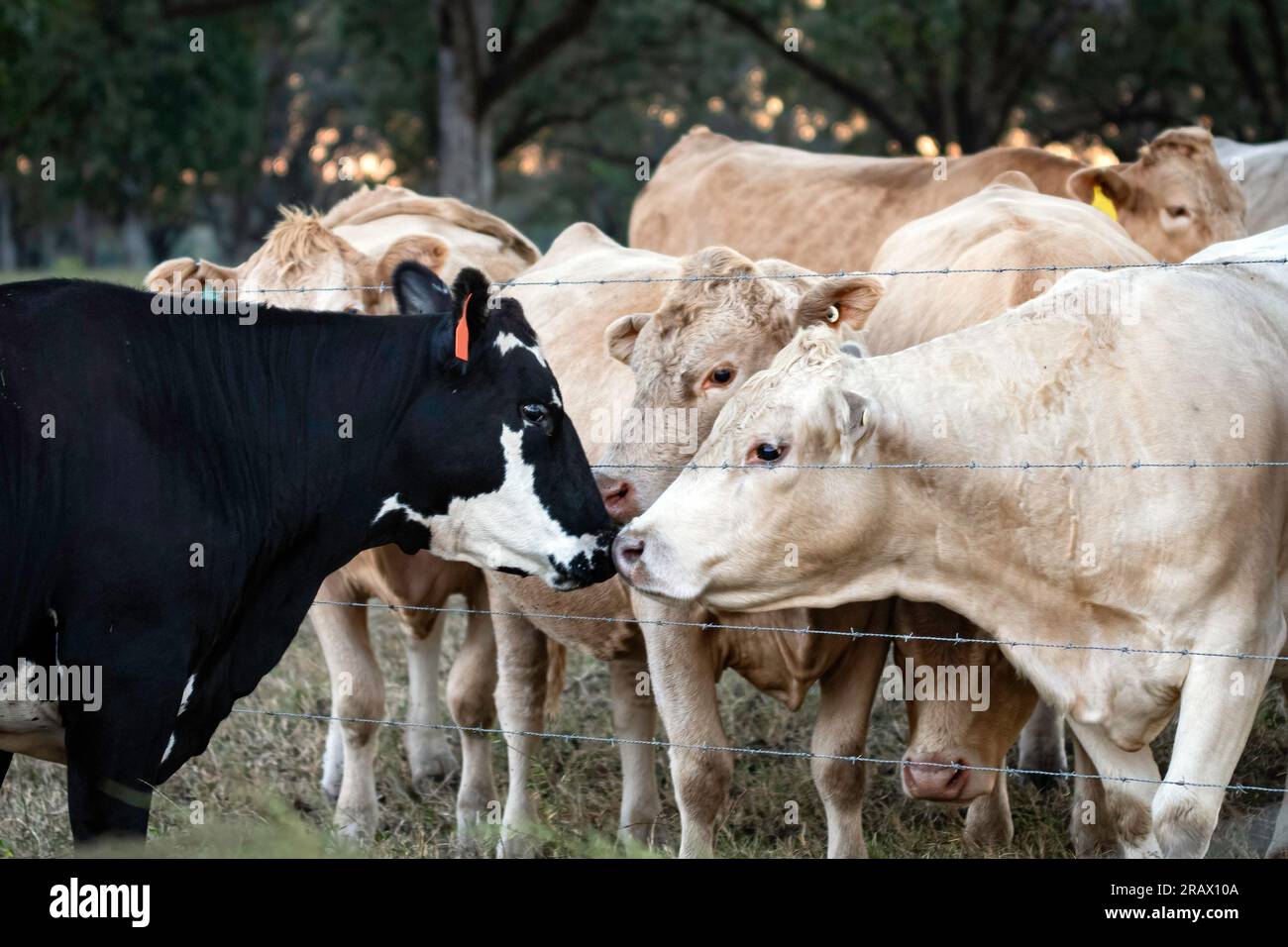 Beef cattle from different pastures greet one another nose to nose ...