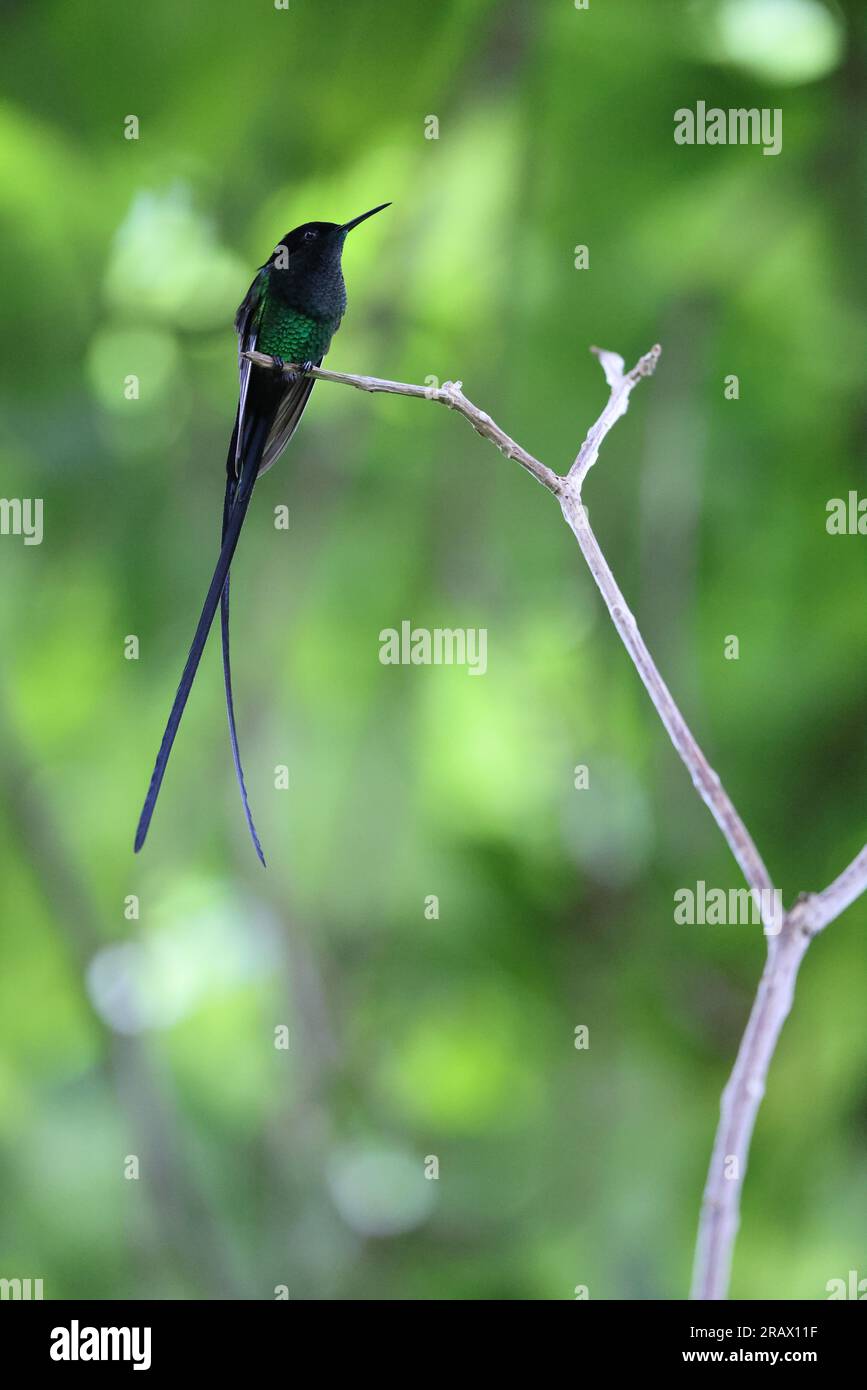 The black-billed streamertail (Trochilus scitulus) is a species of ...