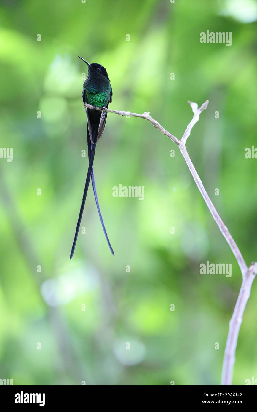 The black-billed streamertail (Trochilus scitulus) is a species of ...