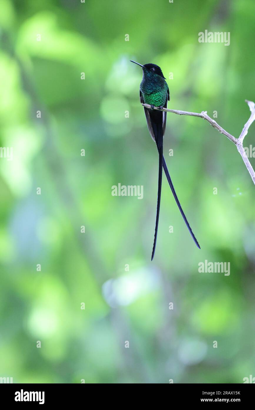 The black-billed streamertail (Trochilus scitulus) is a species of ...