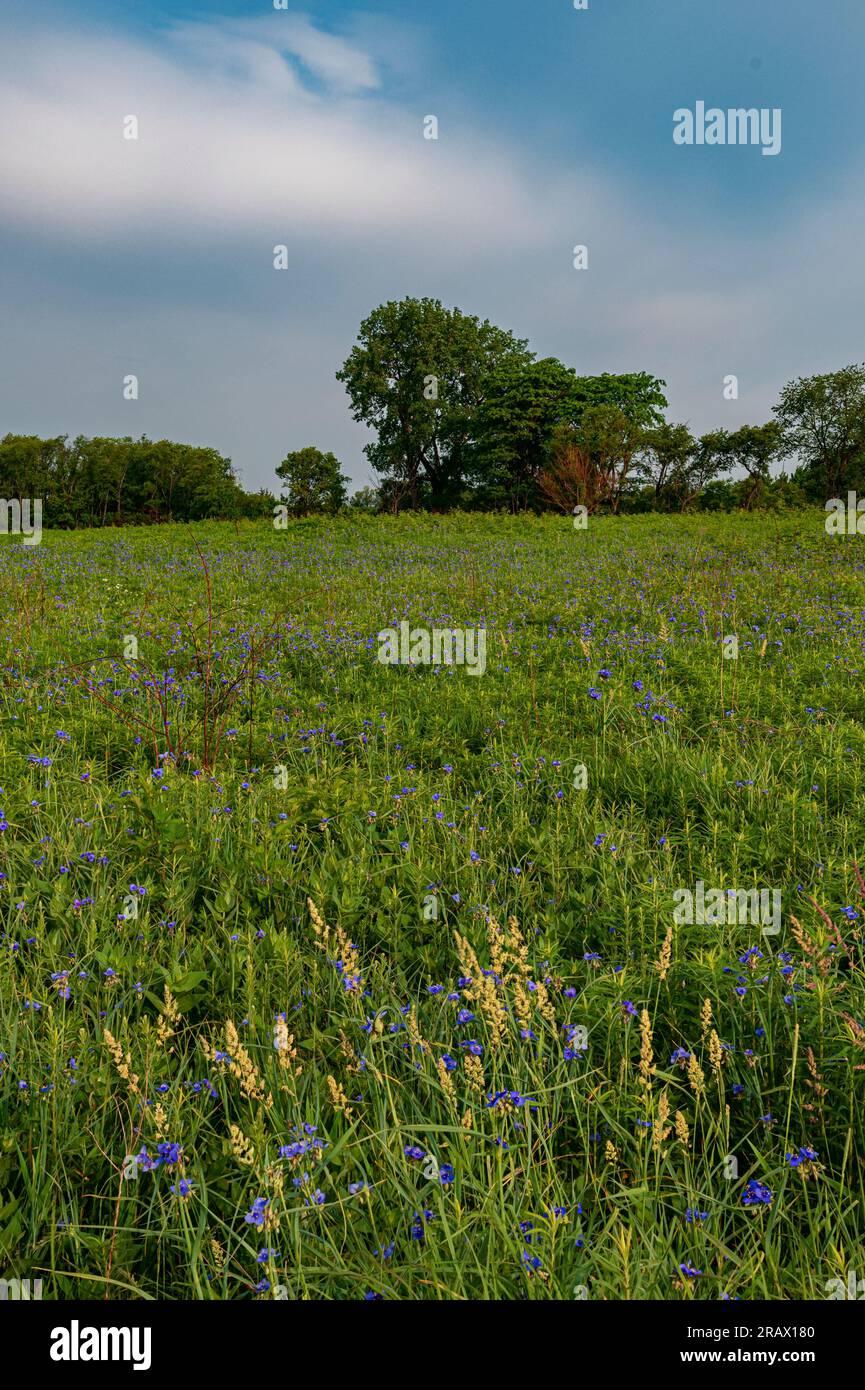 Grasses and Spiderwort proliferate on the prairie in early June. Goose ...