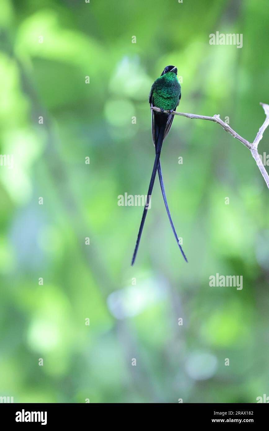 The black-billed streamertail (Trochilus scitulus) is a species of hummingbird in the "emeralds ...