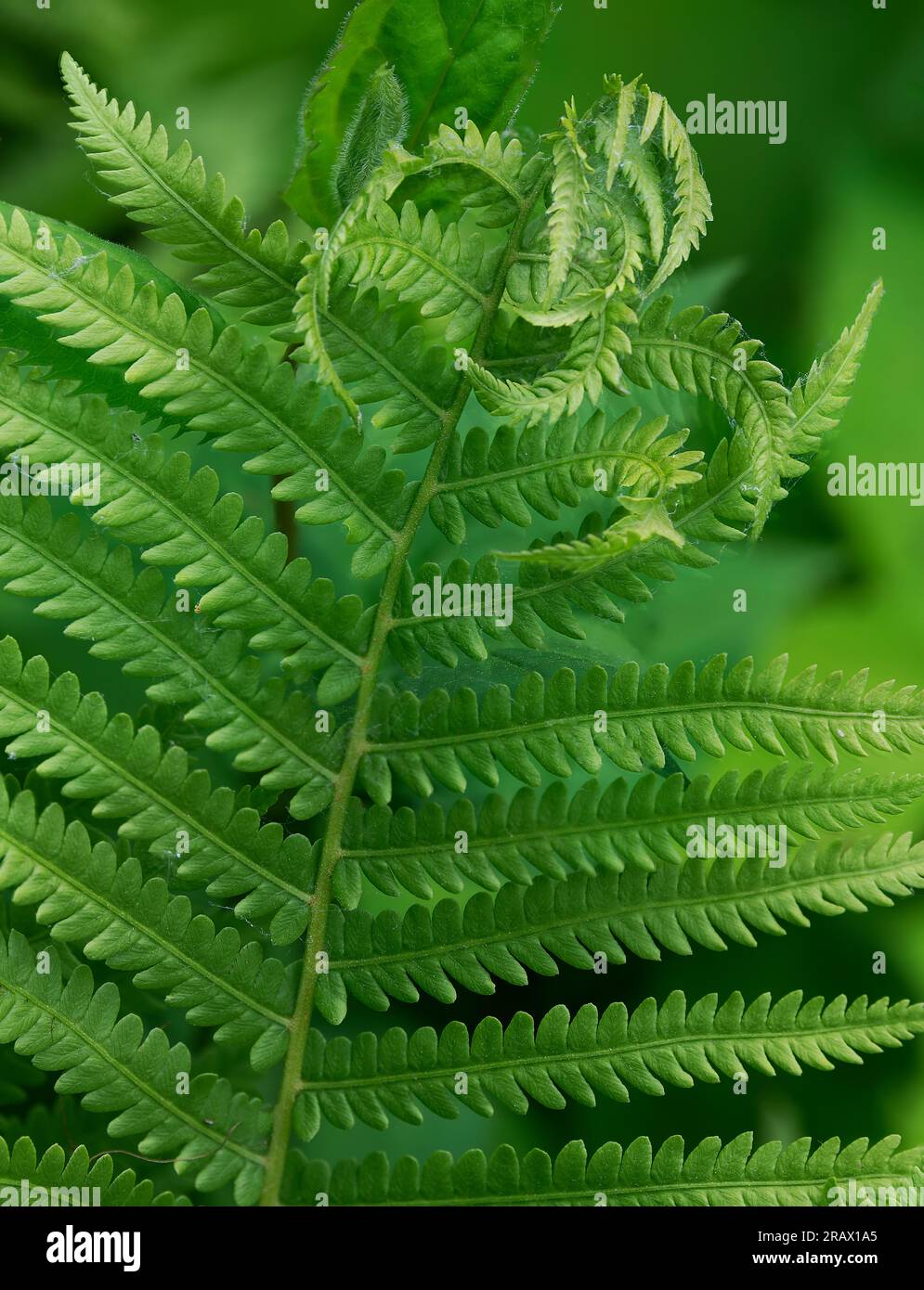 Mmidwest hi-res stock photography and images - Alamy