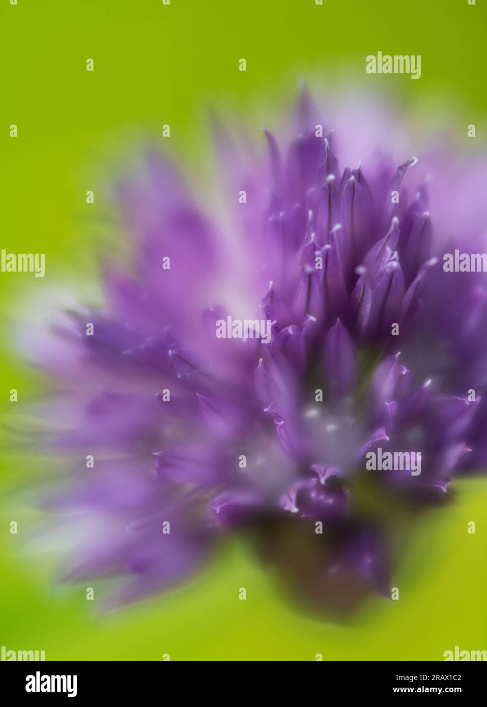 A close up of a chive blossom shows the purple color in depth, Clearing ...