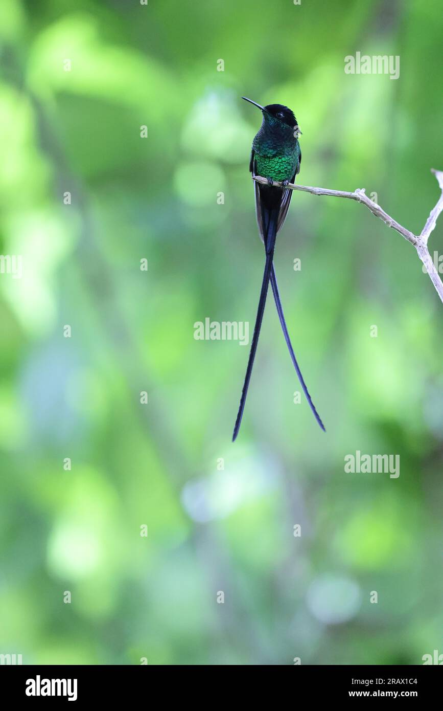 The black-billed streamertail (Trochilus scitulus) is a species of ...