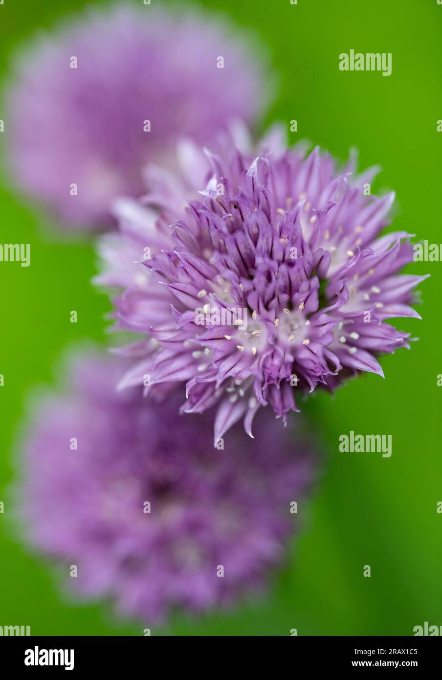 Chive blossoms shows the purple color in depth and the beauty within ...