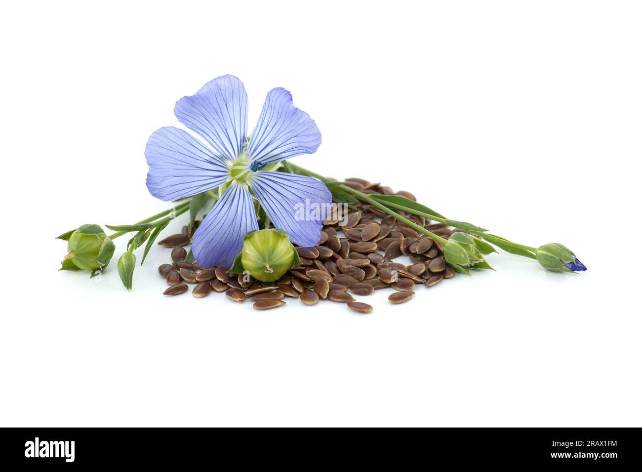 Blue flax blossom and seeds in close up isolated on white background ...