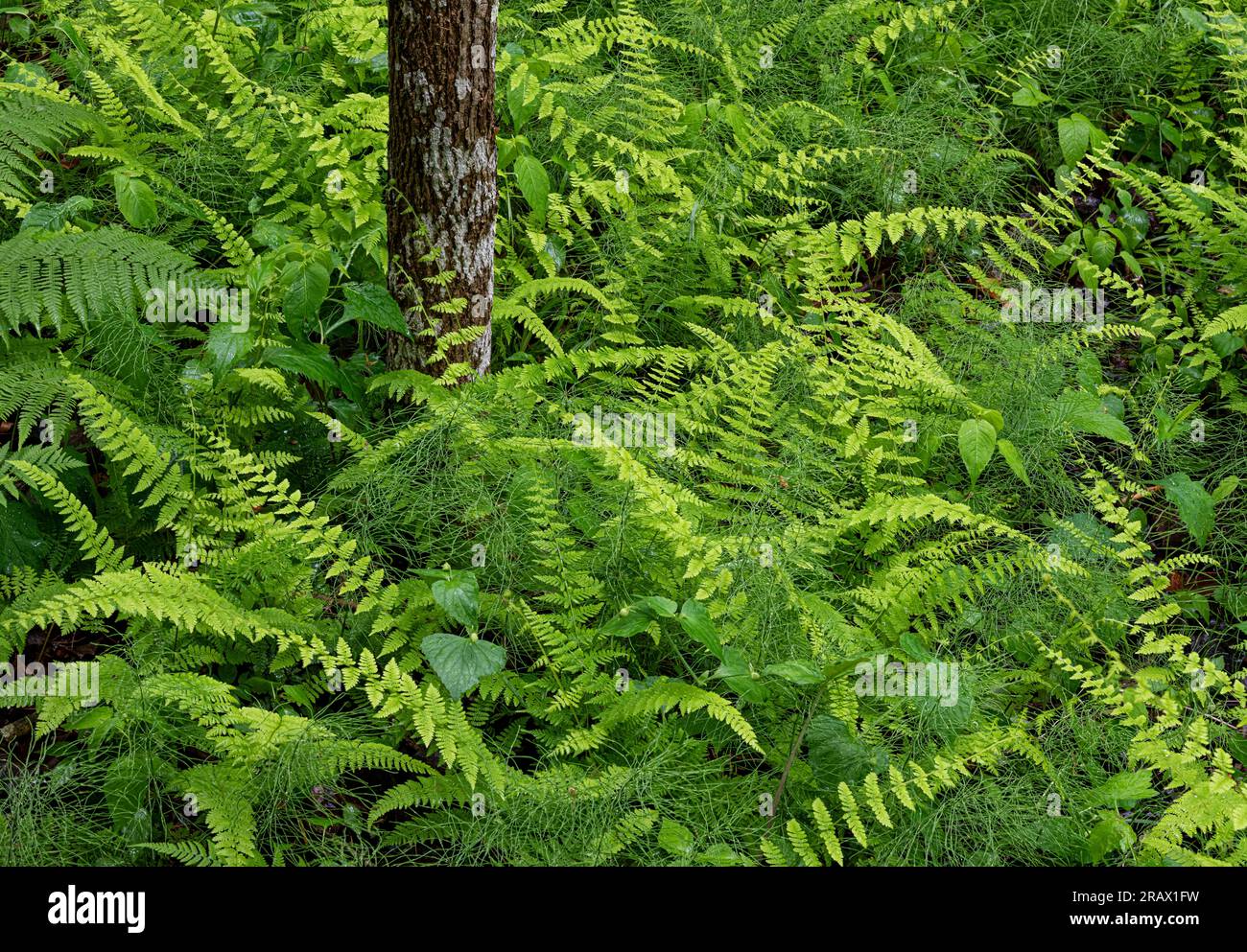 Ferns and Horsetails surround a lichen encrusted Maple sapling, Mink ...