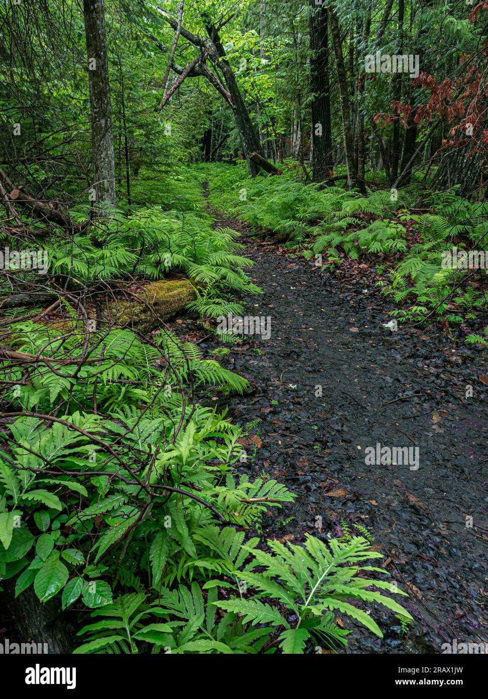 The Fern Trail at Mink River Nature Conservancy is also the wet trail ...