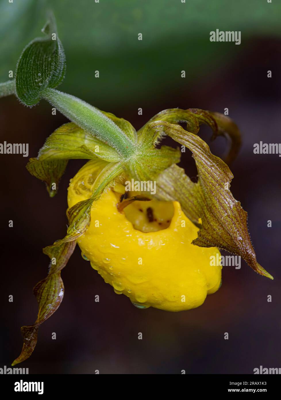 a Yellow Lady Slipper Orchid (Cypripedium parviflorum) blooms at Mink ...