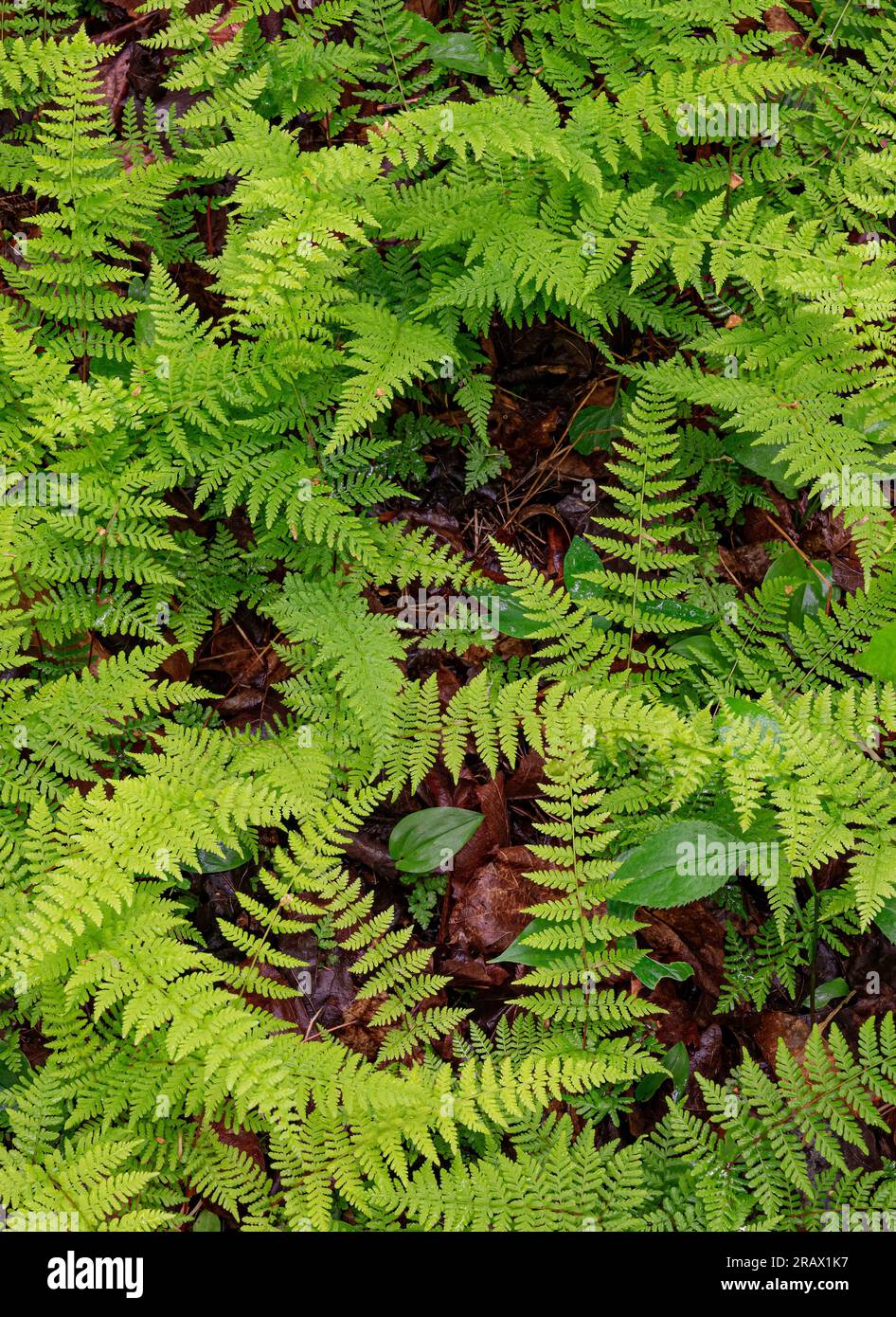 Ferns creates patterns on the forest floor along the Fern Trail at Mink ...