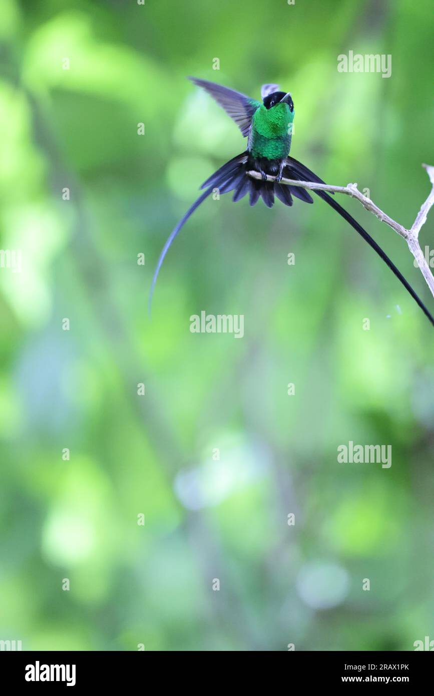 The black-billed streamertail (Trochilus scitulus) is a species of ...