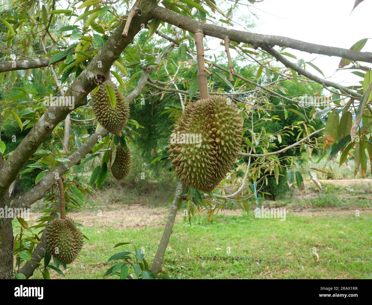 Durian fruit on tree in a tropical agricultural area, Smelly fruits ...