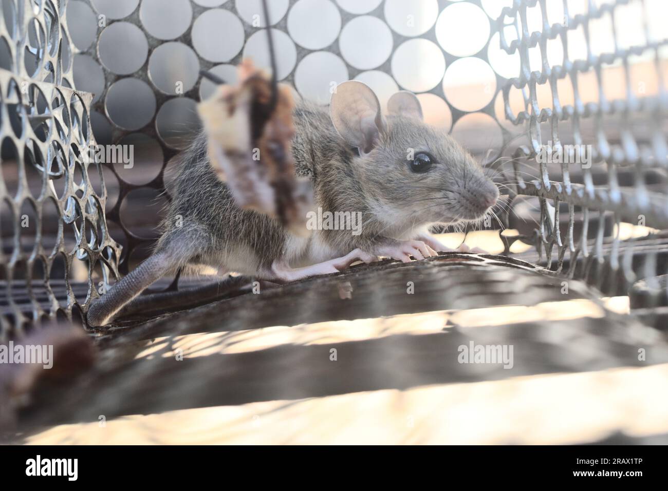 Rat in cage mousetrap on white background, Mouse finding a way out of ...