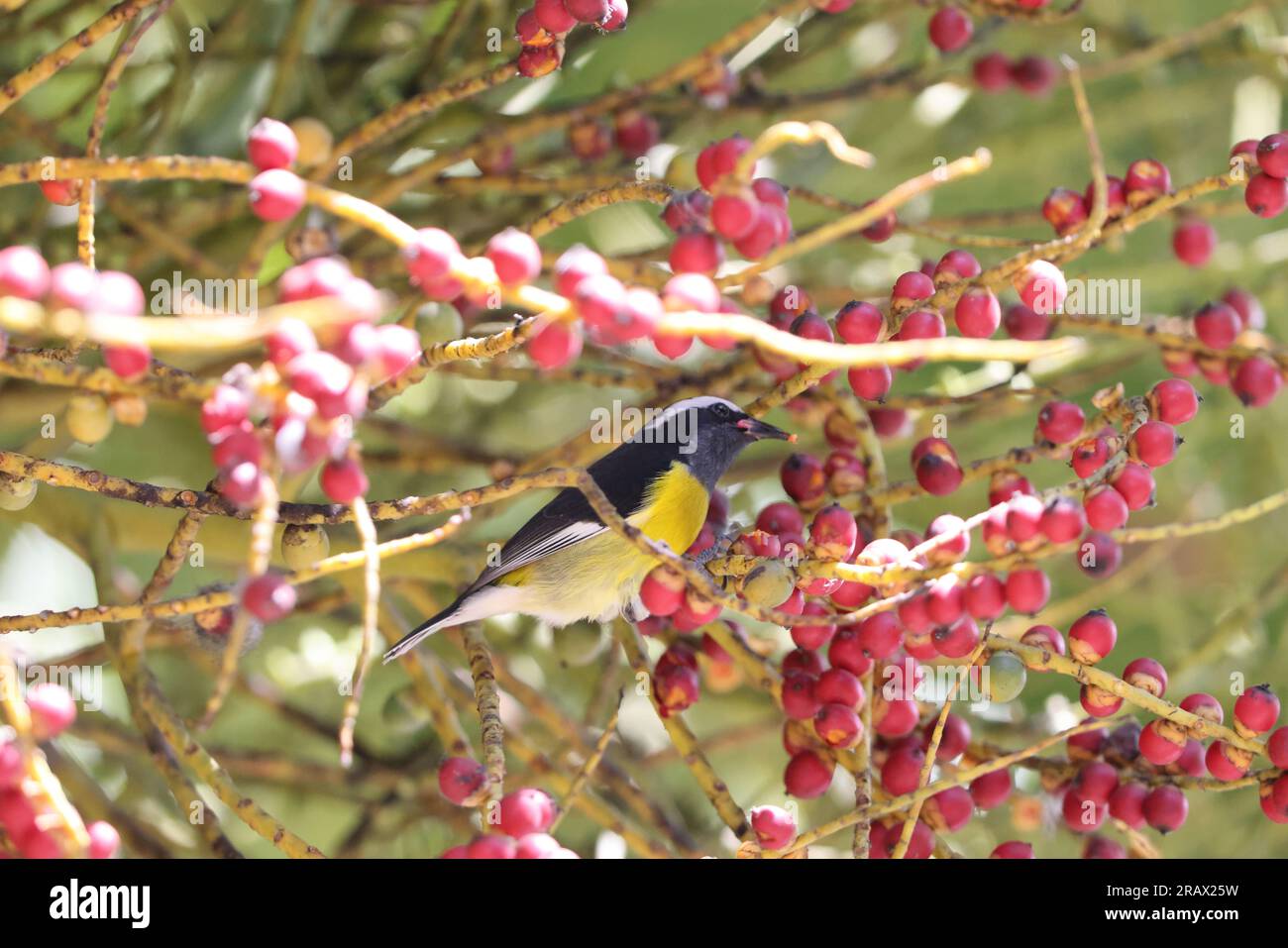 The bananaquit (Coereba flaveola flaveola) is a species of passerine ...