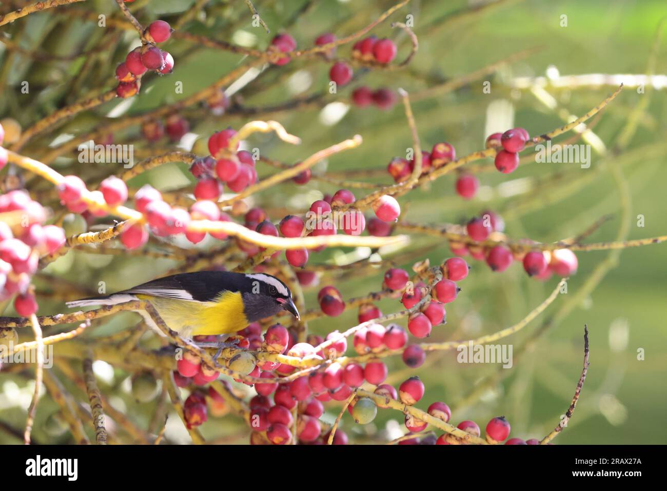 The bananaquit (Coereba flaveola flaveola) is a species of passerine ...