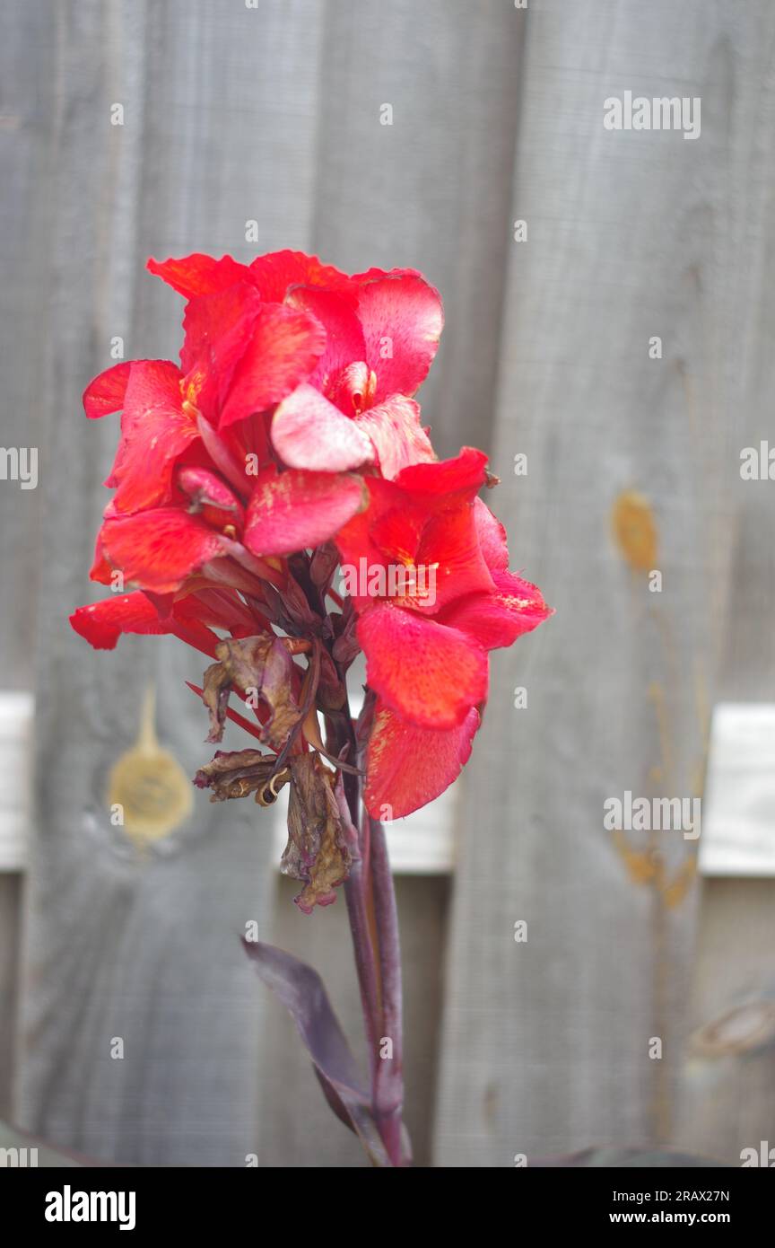 Tall Red Canna Lilly Stock Photo - Alamy
