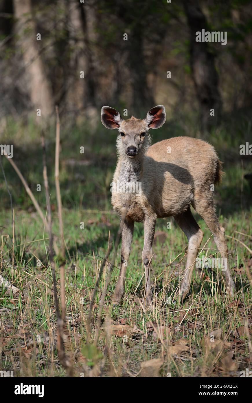 Scenes at forest waterhole in peak summer in Central India. Includes ...