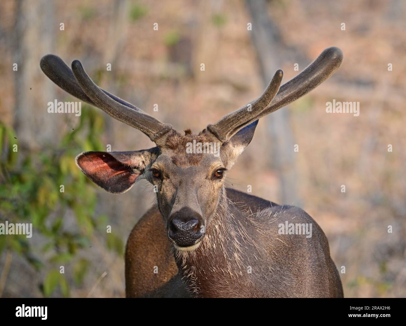 Scenes at forest waterhole in peak summer in Central India. Includes ...